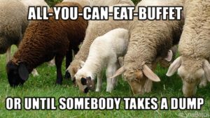 23 Funny Sheep Memes, Botch